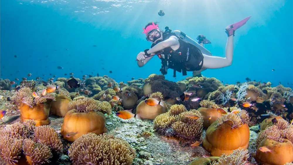 The Best Places to Dive in Bali - Go Diving Tulamben